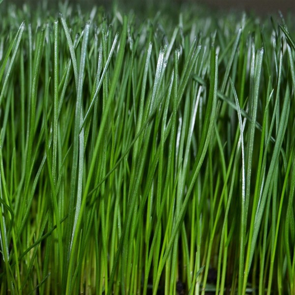 Selecting A Cool Season Grass GreenView Fertilizer