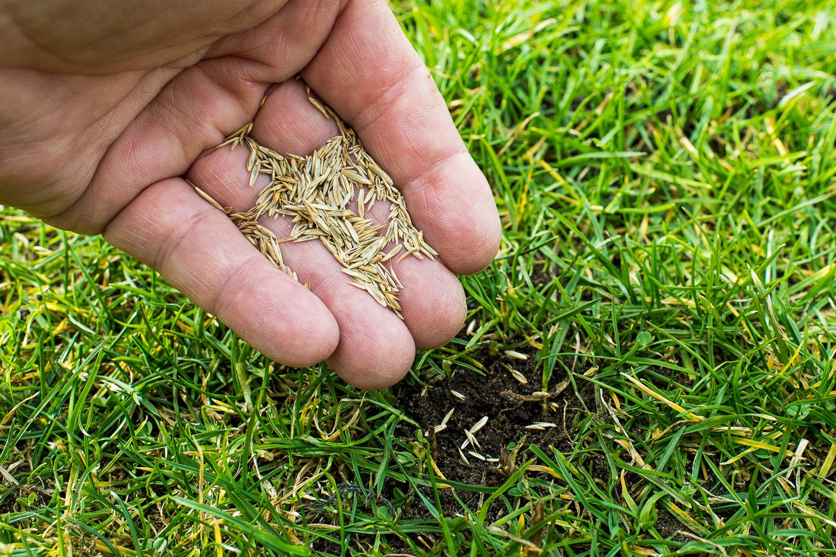 How To Plant Grass Seed GreenView