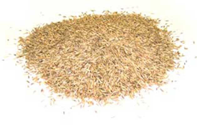 Secrets to Choosing Top-Rated Grass Seed • GreenView